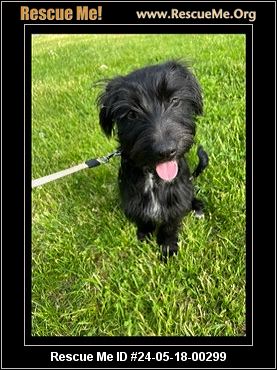 - New York Dog Rescue - ADOPTIONS - Rescue Me!