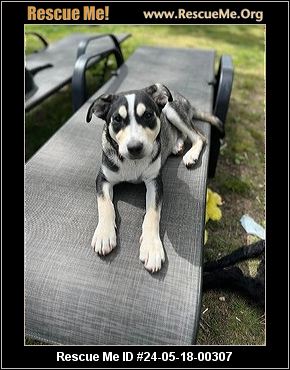 - New York Dog Rescue - ADOPTIONS - Rescue Me!