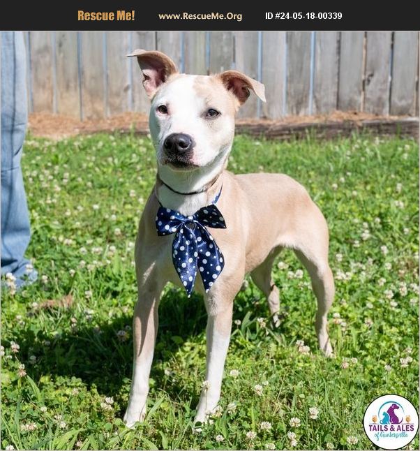 ADOPT 24051800339 ~ Pit Bull Rescue ~ Guntersville, AL