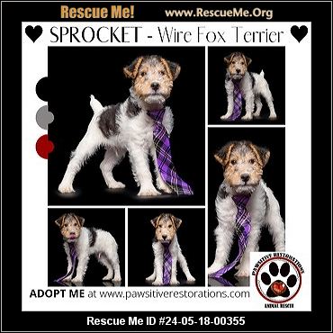 - Colorado Dog Rescue - ADOPTIONS - Rescue Me!