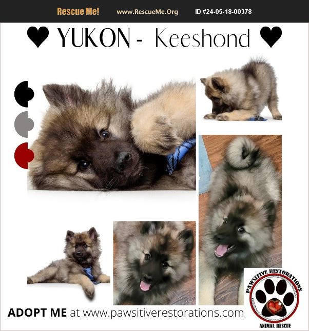 ADOPT 24051800378 ~ Keeshond Rescue ~ Aurora, CO