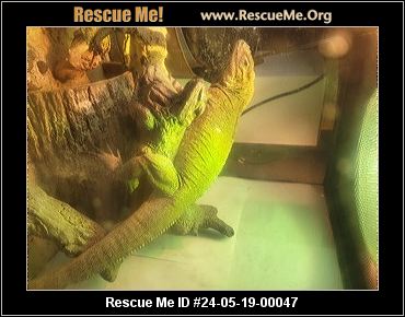 - Illinois Reptile/Amphibian Rescue - ADOPTIONS - Rescue Me!