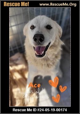 - Colorado Great Pyrenees Rescue - ADOPTIONS - Rescue Me!