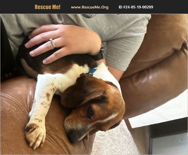 ADOPT 24051900209 ~ Beagle Rescue ~ Piedmont, OK