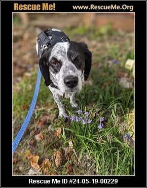 - Oregon Dog Rescue - ADOPTIONS - Rescue Me!