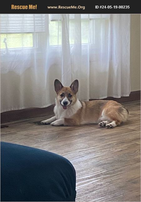 ADOPT 24051900235 ~ Corgi Rescue ~ Columbus, IN