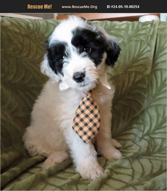 ADOPT 24051900254 ~ Portuguese Water Dog Rescue ~ Grovertown, IN