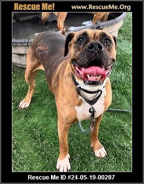 - Arizona Boxer Rescue - ADOPTIONS - Rescue Me!