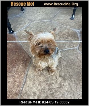 - Texas Yorkie Rescue - ADOPTIONS - Rescue Me!