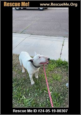 - Arizona Bull Terrier Rescue - ADOPTIONS - Rescue Me!