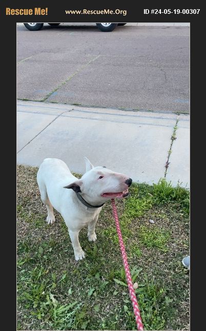 ADOPT 24051900307 ~ Bull Terrier Rescue ~ Tolleson, AZ