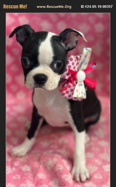 ADOPT 24051900357 ~ Boston Terrier Rescue ~ Jesup, GA