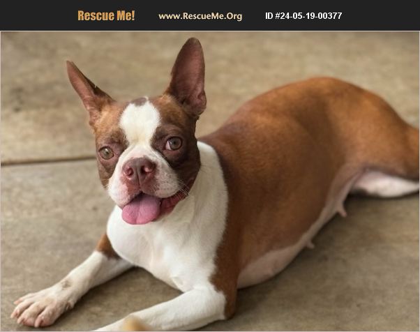 ADOPT 24051900377 ~ Boston Terrier Rescue ~ Jesup, GA
