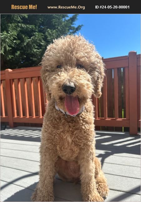 ADOPT 24052000001 ~ Poodle Rescue ~ Renton, WA