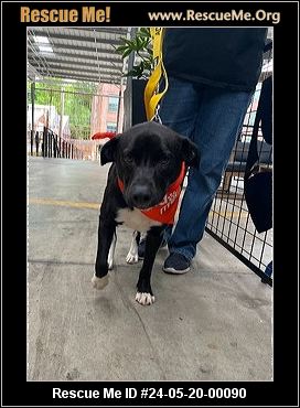 - Georgia Border Collie Rescue - ADOPTIONS - Rescue Me!