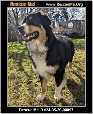 - Oregon Dog Rescue - ADOPTIONS - Rescue Me!