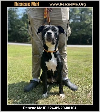 - Georgia Dog Rescue - ADOPTIONS - Rescue Me!