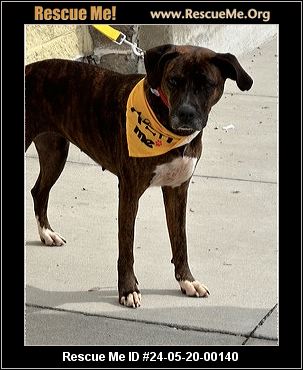 - Georgia Boxer Rescue - ADOPTIONS - Rescue Me!