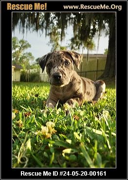 - Florida Pit Bull Rescue - ADOPTIONS - Rescue Me!