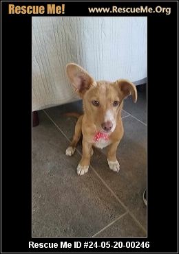 - California Corgi Rescue - ADOPTIONS - Rescue Me!