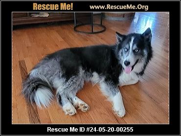 - North Carolina Dog Rescue - ADOPTIONS - Rescue Me!