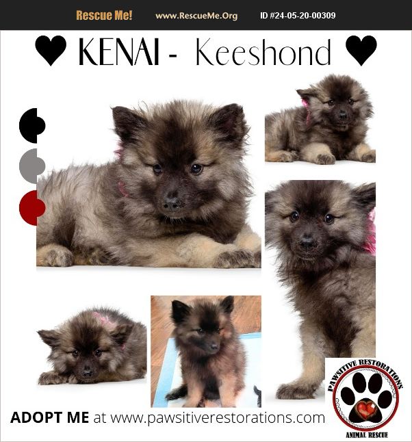 ADOPT 24052000309 ~ Keeshond Rescue ~ Aurora, CO