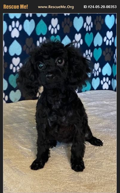 ADOPT 24052000353 ~ Poodle Rescue ~ Madison, KS