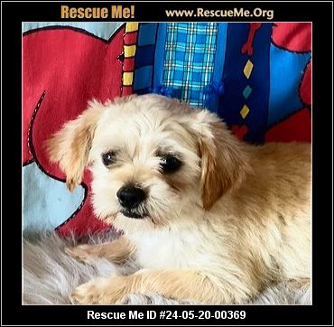 - Kansas Yorkie Rescue - ADOPTIONS - Rescue Me!