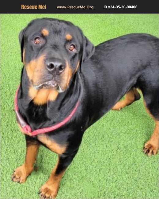ADOPT 24052000408 ~ Rottweiler Rescue ~ Van Nuys, CA