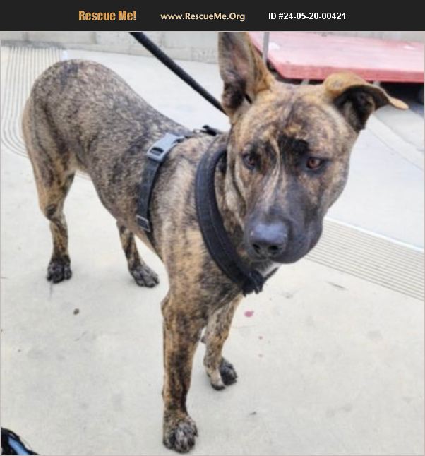 ADOPT 24052000421 ~ Dutch Shepherd Rescue ~ Van Nuys, CA