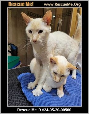 - Florida Siamese Rescue - ADOPTIONS - Rescue Me!