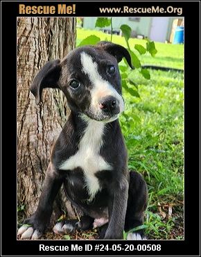 - Kansas Dog Rescue - ADOPTIONS - Rescue Me!