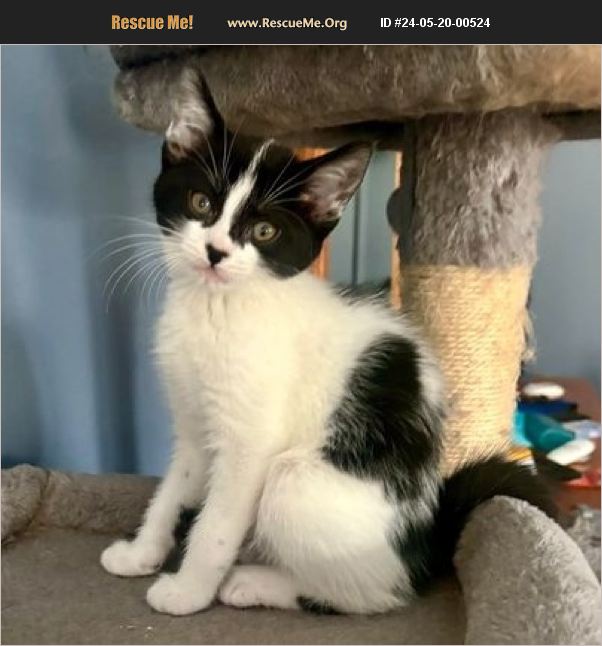 ADOPT 24052000524 ~ American Shorthair Rescue ~ Bethel, CT