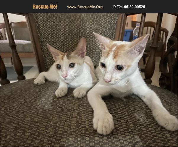 ADOPT 24052000526 ~ Domestic Cat Rescue ~ Dhaka, Dhaka, Bangladesh