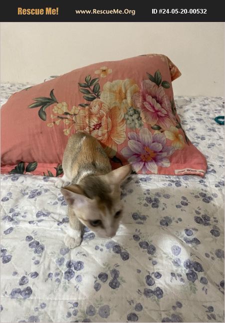 ADOPT 24052000532 ~ Domestic Cat Rescue ~ Dhaka, Dhaka, Bangladesh