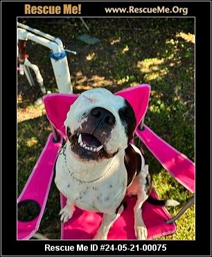 - Florida Pit Bull Rescue - ADOPTIONS - Rescue Me!