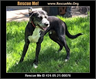 - Iowa Dog Rescue - ADOPTIONS - Rescue Me!