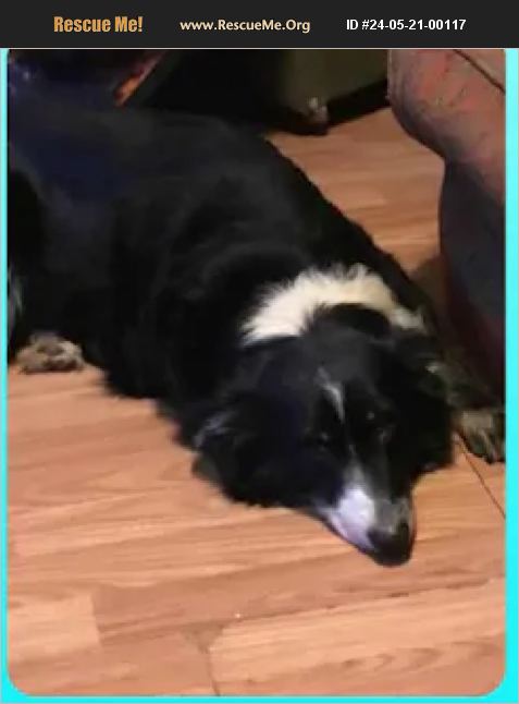 ADOPT 24052100117 ~ Border Collie Rescue ~ , FL