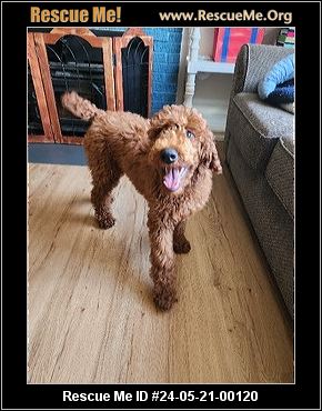 - Oregon Dog Rescue - ADOPTIONS - Rescue Me!