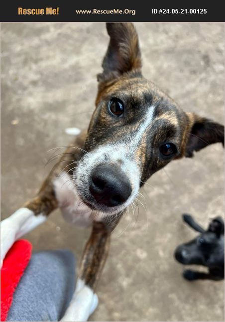 ADOPT 24052100125 ~ Fox Terrier Rescue ~ Eugene, OR