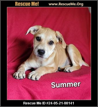 - Delaware Dog Rescue - ADOPTIONS - Rescue Me!