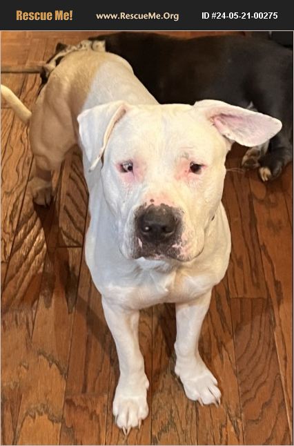 ADOPT 24052100275 ~ Pit Bull Rescue ~ Butler County, OH