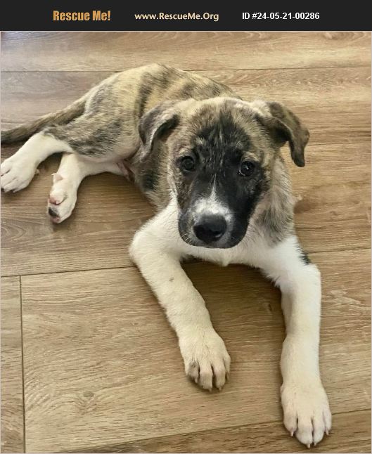 ADOPT 24052100286 ~ Mountain Cur Rescue ~ Muskego, WI