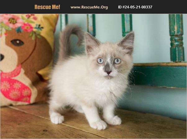 ADOPT 24052100337 ~ Domestic Cat Rescue ~ San Antonio, TX