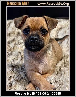 - California Pug Rescue - ADOPTIONS - Rescue Me!