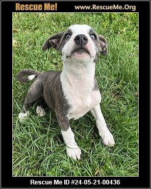 - Georgia Dog Rescue - ADOPTIONS - Rescue Me!