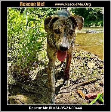 - North Carolina Dog Rescue - ADOPTIONS - Rescue Me!