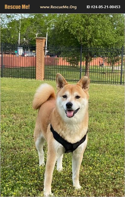 ADOPT 24052100453 ~ Shiba Inu Rescue ~ Virginia Beach, VA