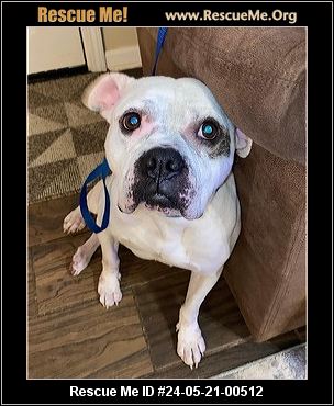 - Tennessee Dog Rescue - ADOPTIONS - Rescue Me!