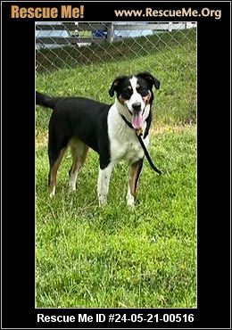 - New York Dog Rescue - ADOPTIONS - Rescue Me!